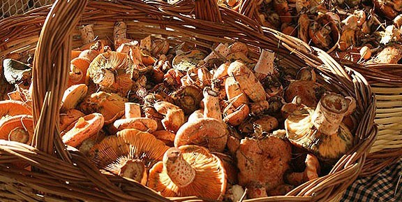 La Fira del Bolet torna amb força - Cerdanyola Activa